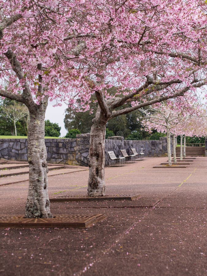 Cherry Blossom @ Cornwall Park, Auckland, New Zealand Stock Image ...