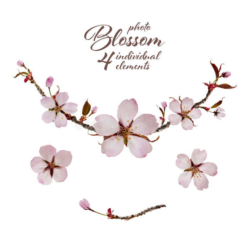 Cherry Blossom Design. stock image. Image of nature, cherry - 95148875