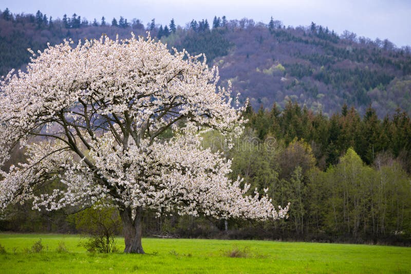 Cherry Blossom Dreams: Embracing the Serenity of Spring Stock Image ...