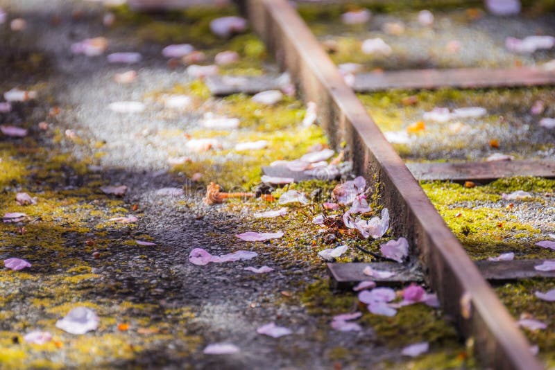 5,480 Blossom Falling Photos - Free & Royalty-Free Stock Photos from ...