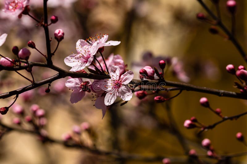 Cherry Blossom Flower in Blooming with Branch Stock Image - Image of ...