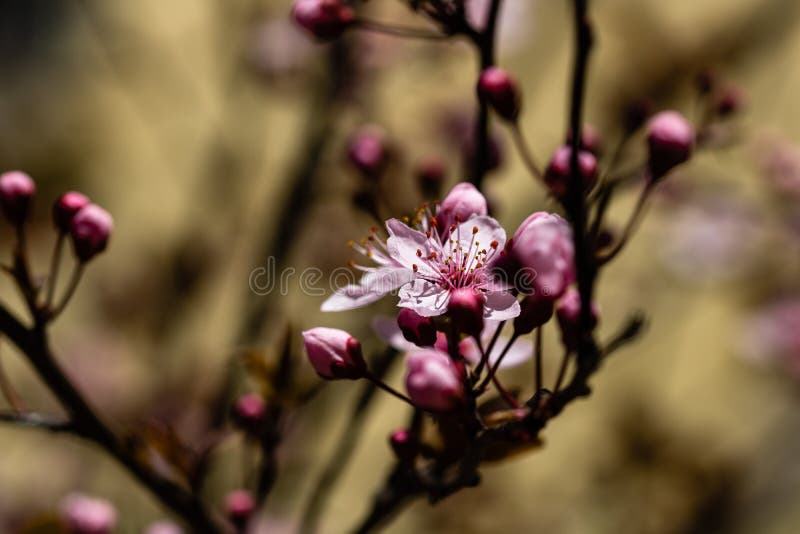 Cherry Blossom Flower in Blooming with Branch Stock Photo - Image of ...