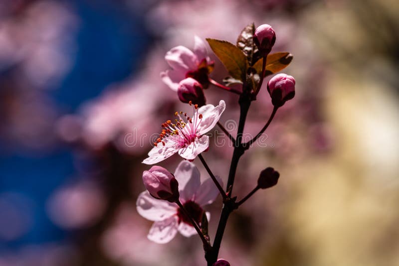 Cherry Blossom Flower in Blooming with Branch Stock Image - Image of ...