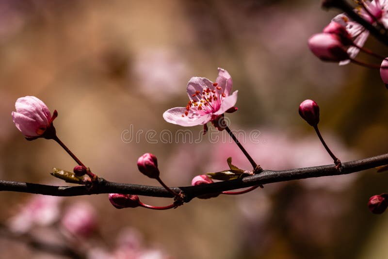 Cherry Blossom Flower in Blooming with Branch Stock Image - Image of ...