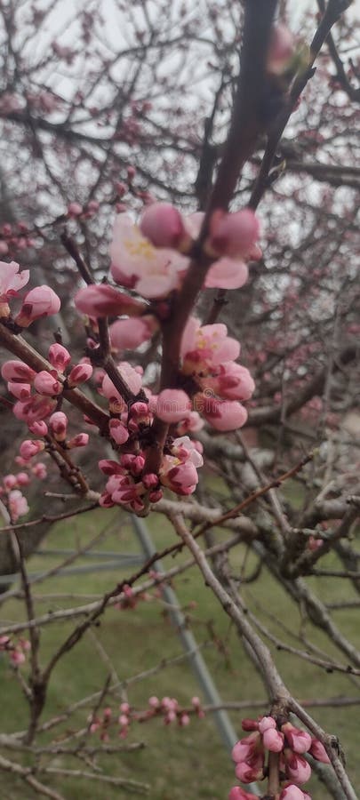 Cherry Blossom Flower on May Season Stock Photo - Image of food ...