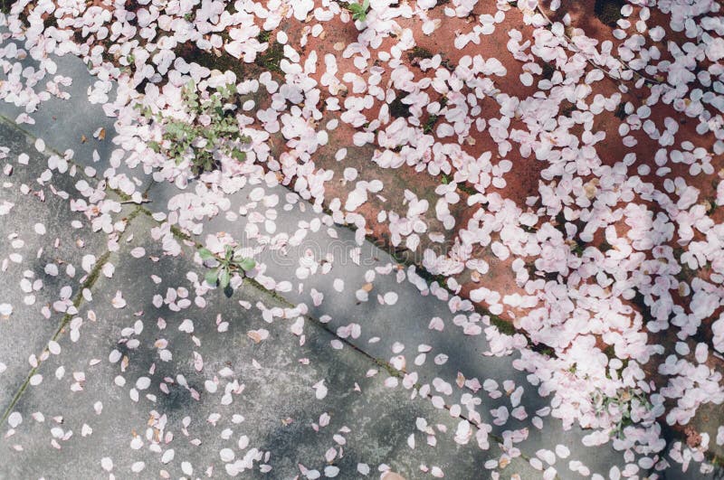 Cherry Blossom Flower Pedals on the Ground Stock Image - Image of ...
