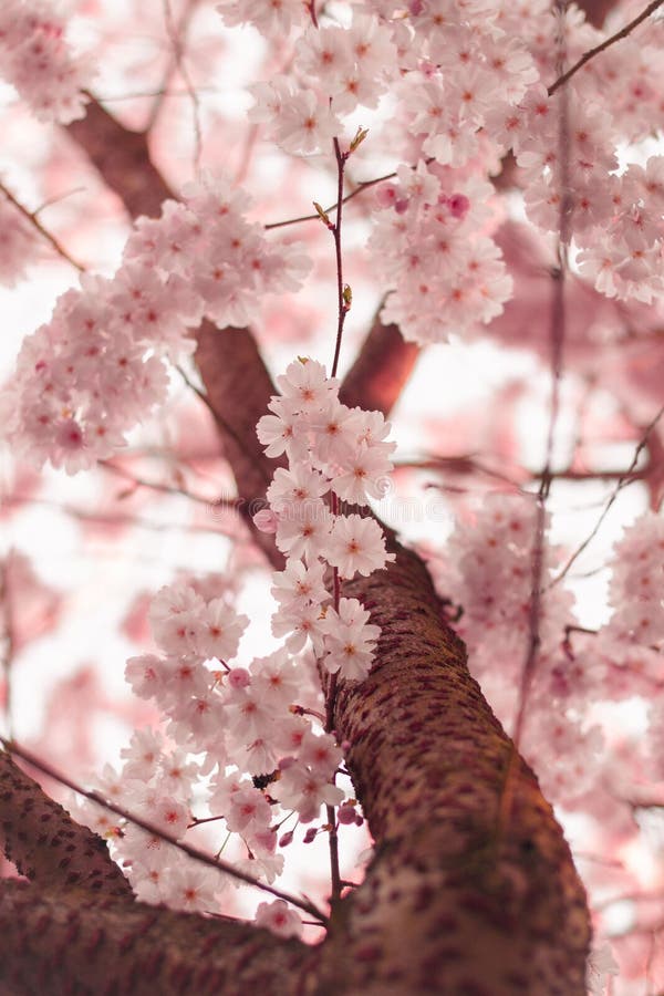 Cherry Blossom Flower on a Tree Stock Image - Image of garden, leaf ...