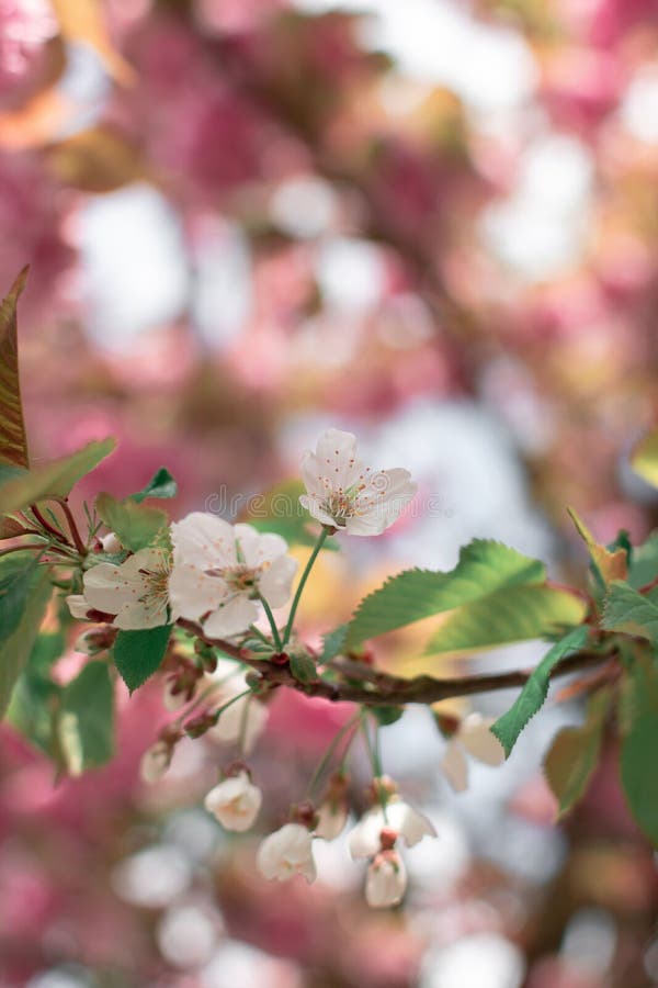Cherry Blossom Flower on a Tree Stock Photo - Image of plant, blooming ...