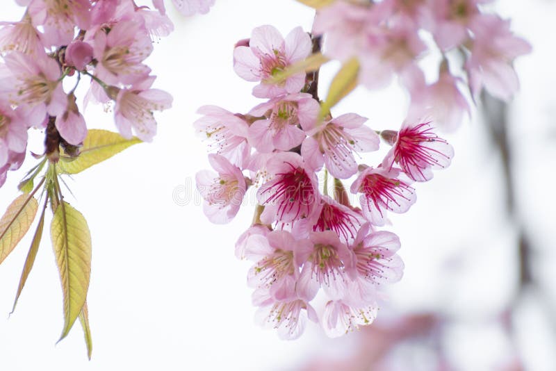 Cherry Blossom Flowers , Sakura Flowers on Nature Background Stock ...