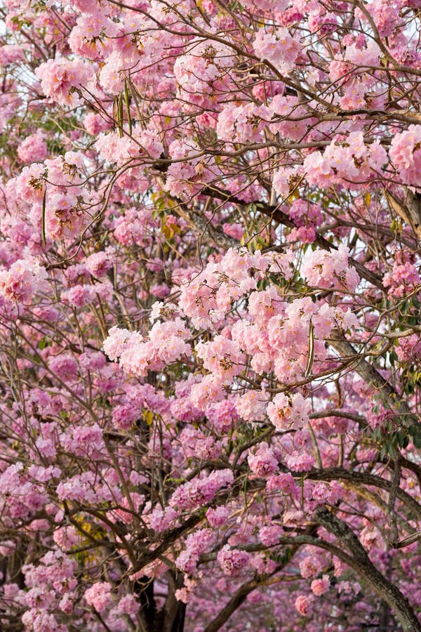 Cherry Blossom Flowers at Springtime Stock Image - Image of blossoms ...