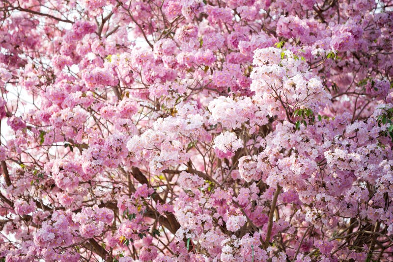 Cherry Blossom Flowers at Springtime Stock Image - Image of cherry ...