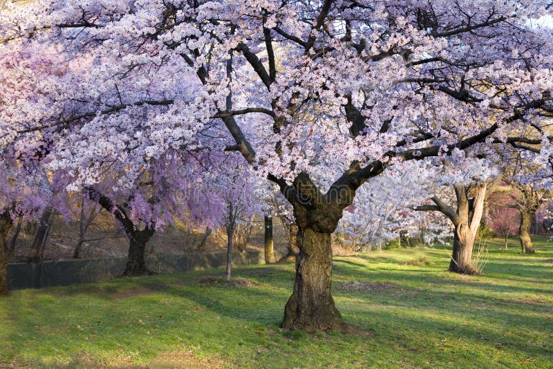 Cherry Blossom Forest stock photo. Image of landscape - 4975882