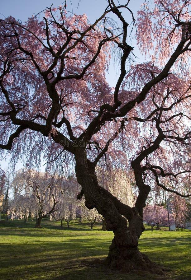 Cherry Blossom Forest stock photo. Image of landscape - 4975882