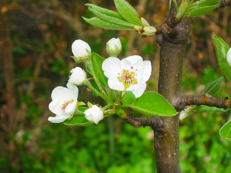 The Cherry Blossom. Full Bloom, Macro Photography Stock Image - Image ...