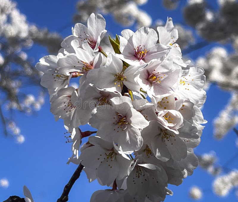 Cherry Blossom in Full Bloom Stock Image - Image of wildflower, spring ...