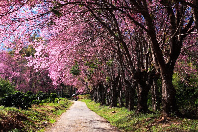 Cherry Blossom Pathway stock image. Image of alley, fresh - 24846163