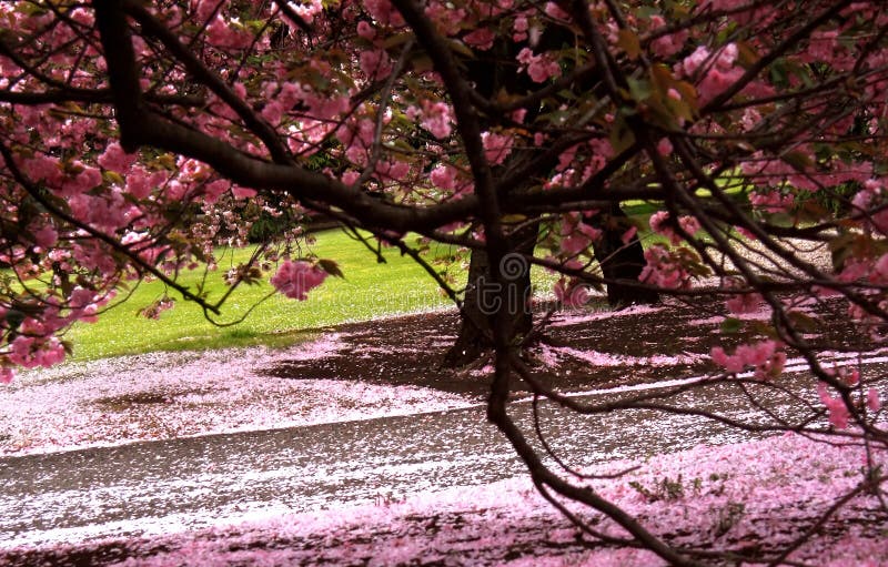 Cherry Blossom Garden Full of Love Stock Image - Image of background ...
