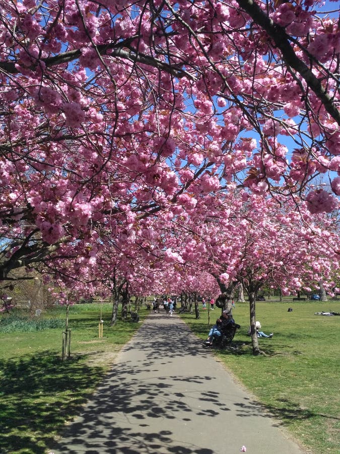 Cherry blossom editorial stock photo. Image of food - 216960613