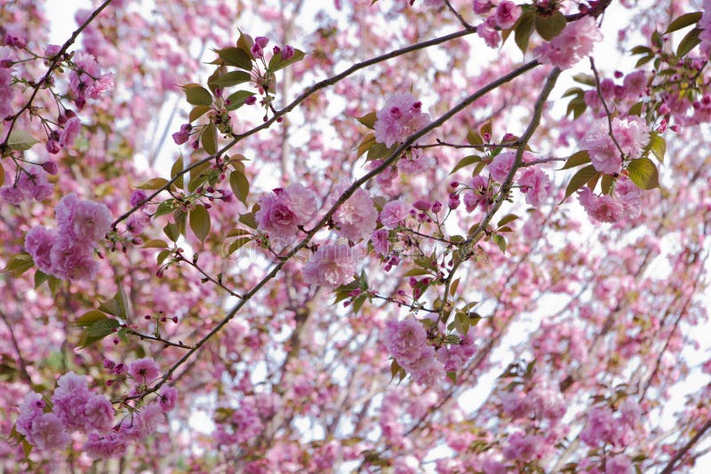 Cherry blossom hanami stock photo. Image of outdoor, garden - 89808660
