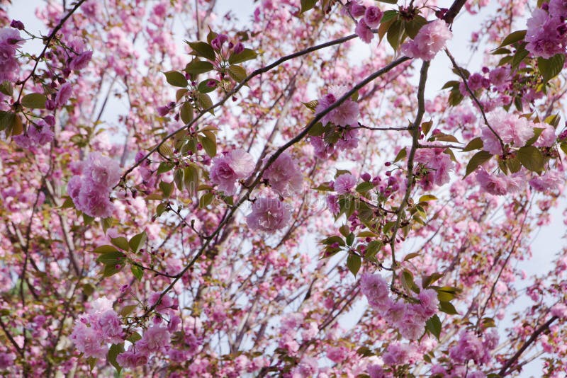 Cherry blossom hanami stock photo. Image of easter, oriental - 89808744