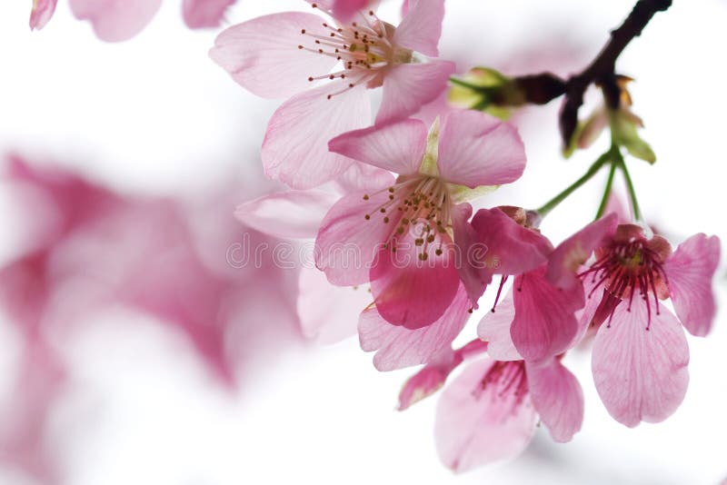 Cherry Blossom Isolate with White Color Stock Image - Image of color ...