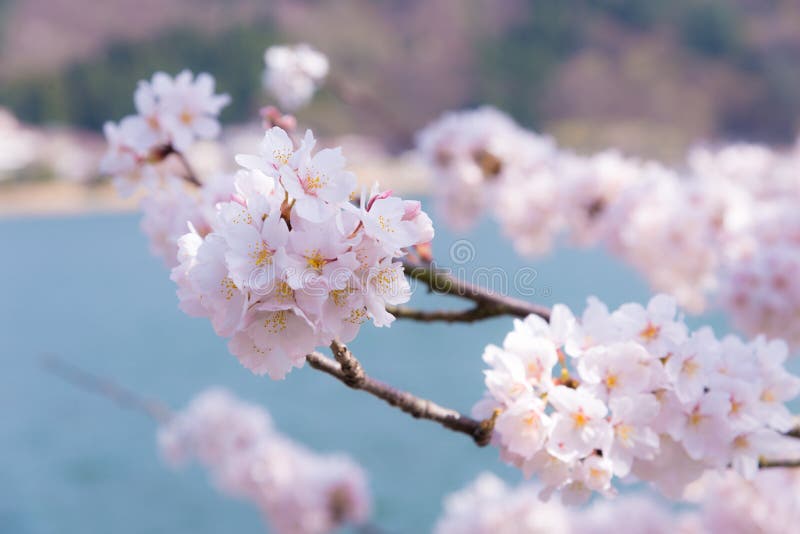 A Cherry Blossom in Japan Called Sakura Blooming on Its Branch in ...