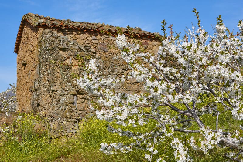 Cherry Blossom in Jerte Valley, Caceres. Spring in Spain Stock Photo ...