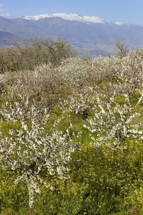 Cherry Blossom in Jerte Valley, Caceres. Spring in Spain Stock Image ...