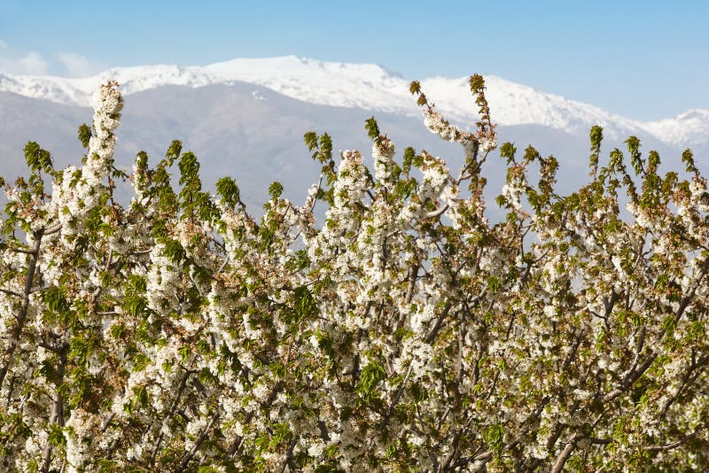 Cherry Blossom in Jerte Valley, Caceres. Spring in Spain Stock Photo ...