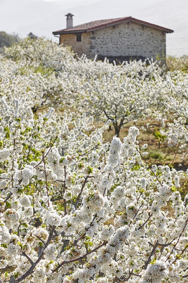 Cherry Blossom in Jerte Valley, Caceres. Spring in Spain Stock Photo ...