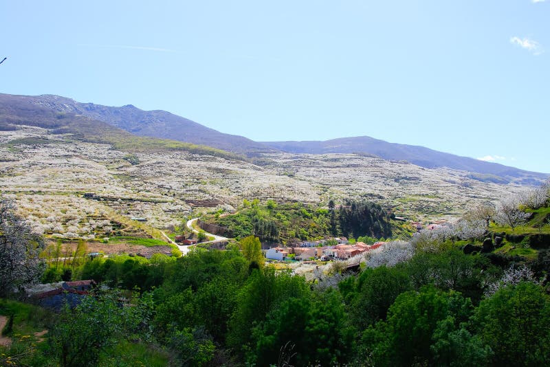 Cherry Blossom at Jerte Valley, Cerezos En Flor Valle Del Jerte. Cherry ...