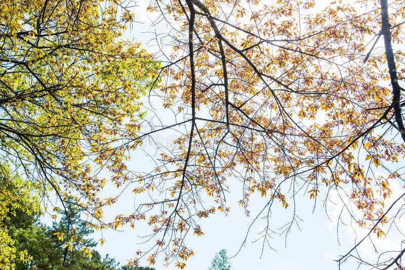 Cherry Blossom Leaves with Sky Stock Photo - Image of chiang, beauty ...