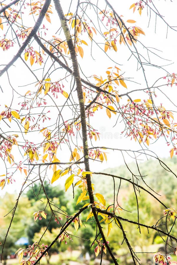 Cherry Blossom Leaves with Sky Stock Image - Image of color, season ...