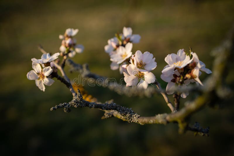 Cherry Blossom in the Light of Dawn in Spring. Stock Image - Image of ...