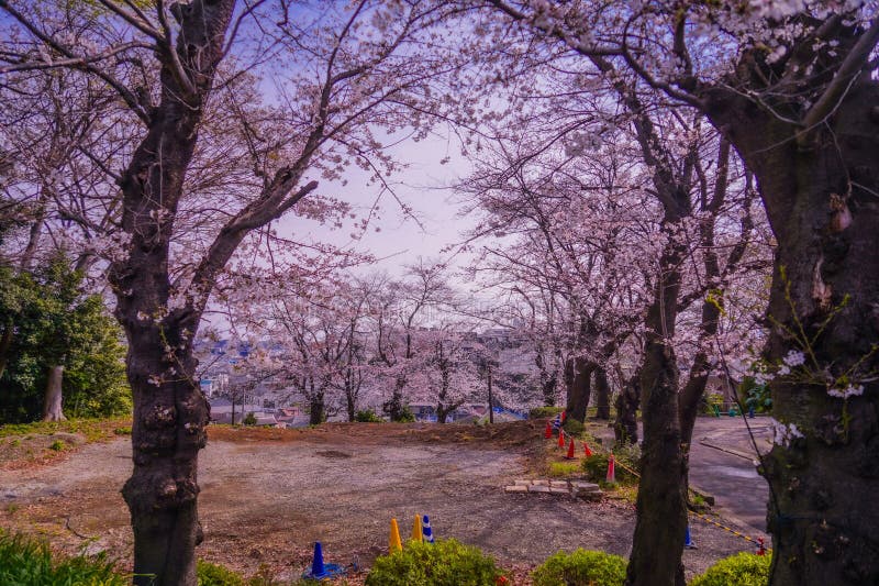 160 Cherry Blossom Lined Park Walk Stock Photos - Free & Royalty-Free ...