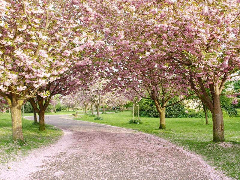 Cherry Blossom Lined Path stock image. Image of garden - 13713223