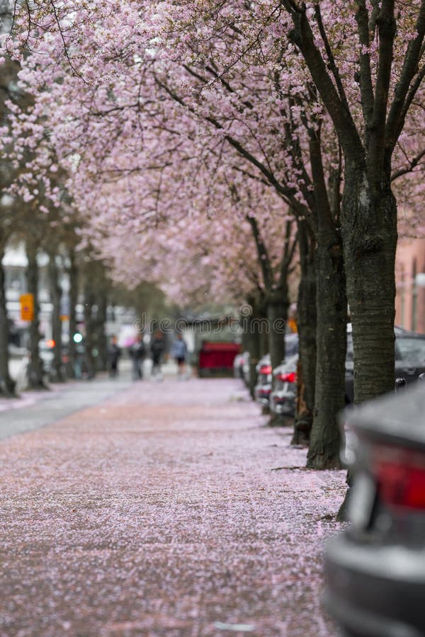 Cherry Blossom Lined Sidewalk in Early Spring.. Stock Image - Image of scenic, pink: 377231171