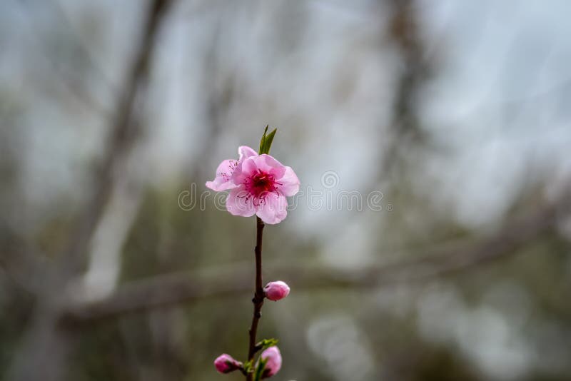 Cherry blossom in Morocco stock image. Image of cherry - 124219583