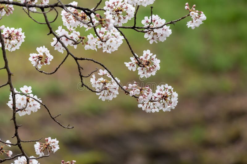 Fruit Nara. Family Cucrbitaceae Stock Photo - Image of nara, horrridus ...