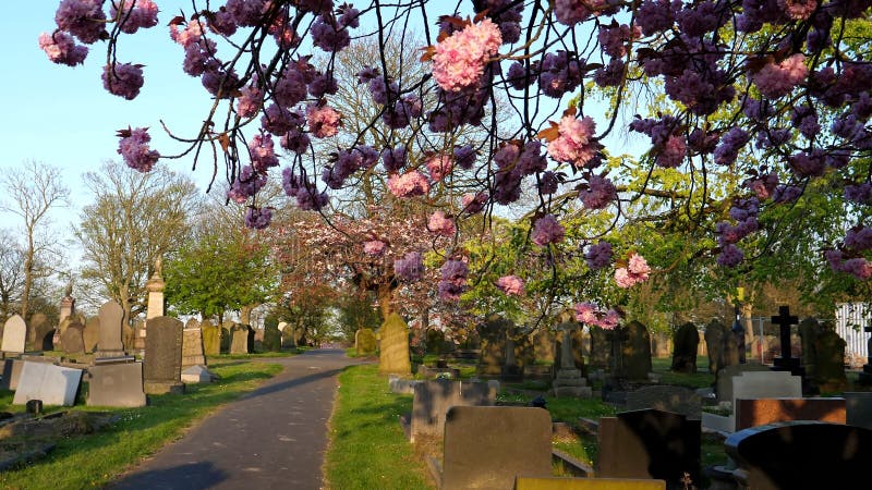 Cherry Blossom in Cemetery in Spring Stock Footage - Video of bloom ...
