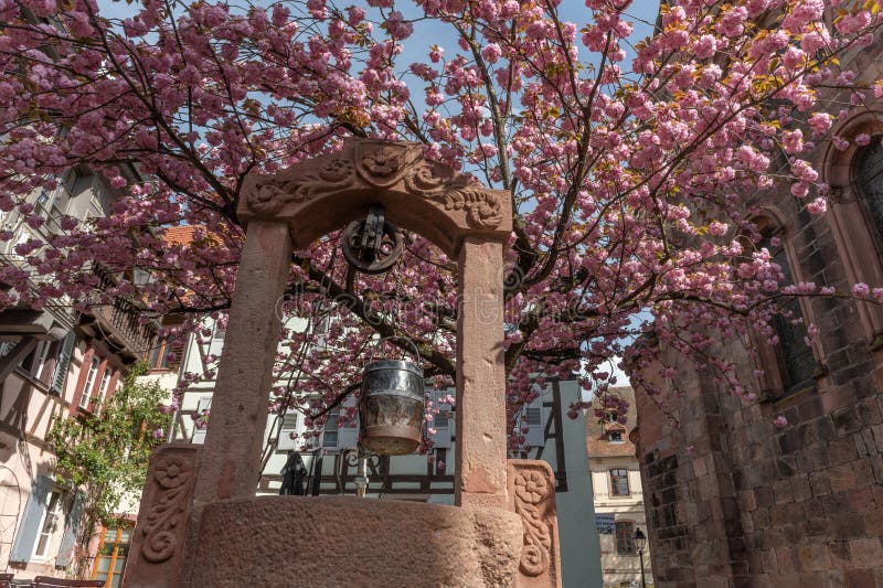 Cherry Blossom in an Old Square with a Medieval Well in Spring Stock ...