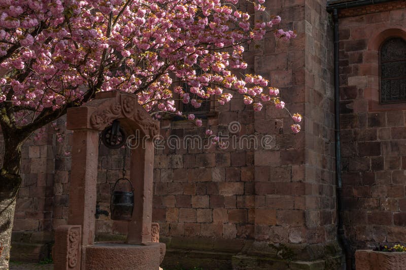 Cherry Blossom in an Old Square with a Medieval Well in Spring Stock ...