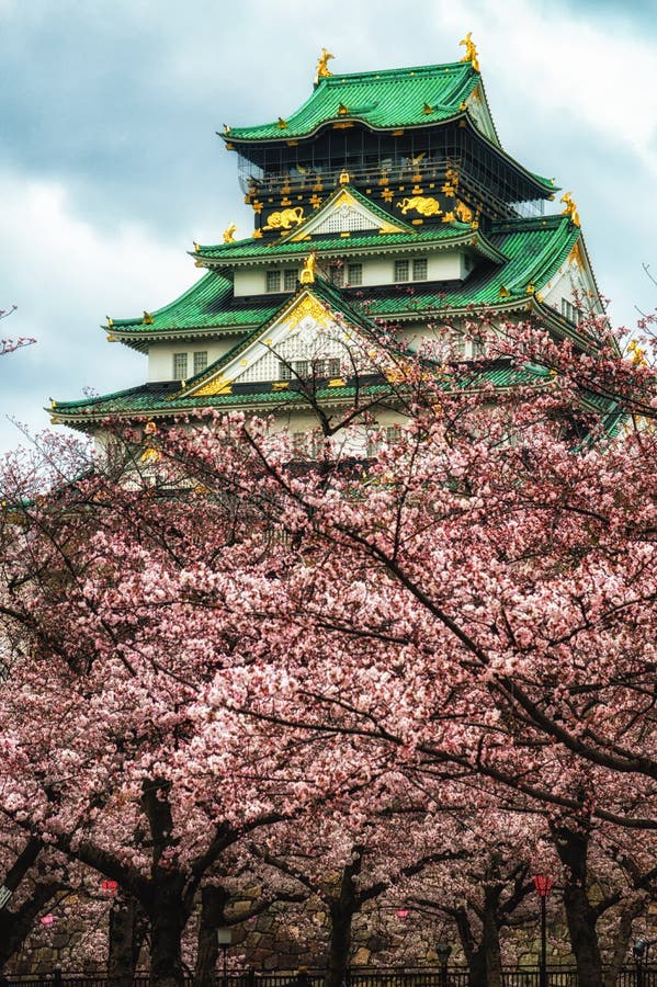 Cherry Blossom and Osaka Castle Stock Photo - Image of heritage, famous ...