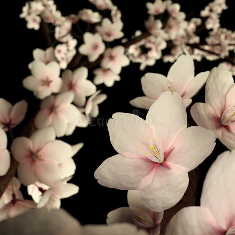 Cherry Blossom Ou Sakura Rose Sur Le Noir Illustration Stock ...