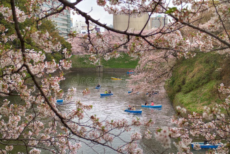 Cherry blossom park editorial photo. Image of cerasus - 37769616