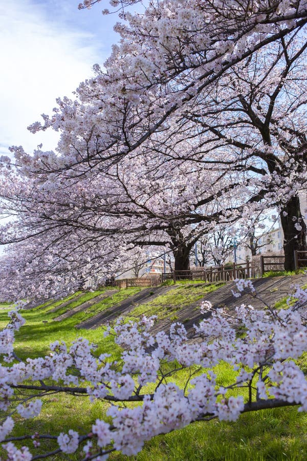 Cherry blossom stock image. Image of ecology, garden - 264390975