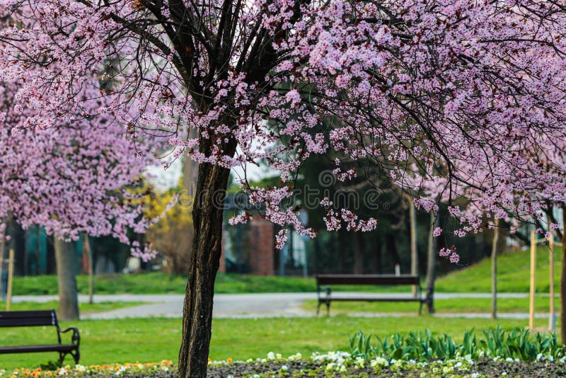 Cherry Blossom Park in Spring Stock Image - Image of nature ...