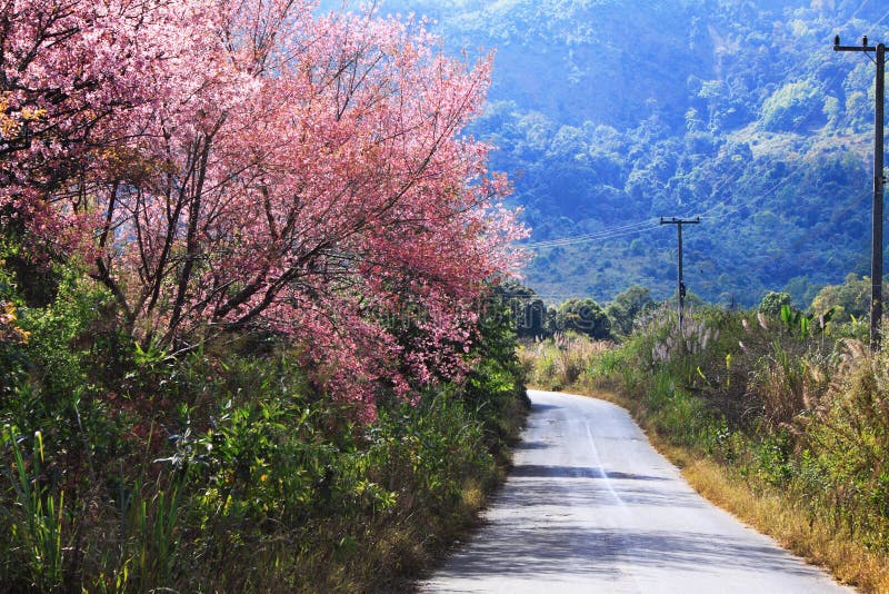 Cherry Blossom Trees Garden Stock Image - Image of floral, freshness ...