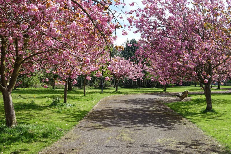 Cherry Tree Path stock photo. Image of color, blossom - 25219806