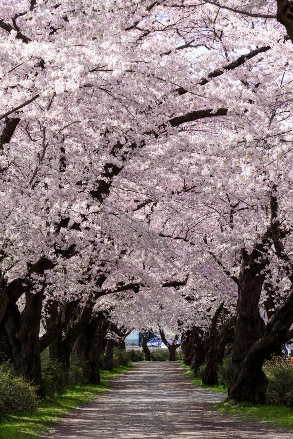 Cherry Blossom Path Way through a Beautiful Garden Stock Photo - Image ...